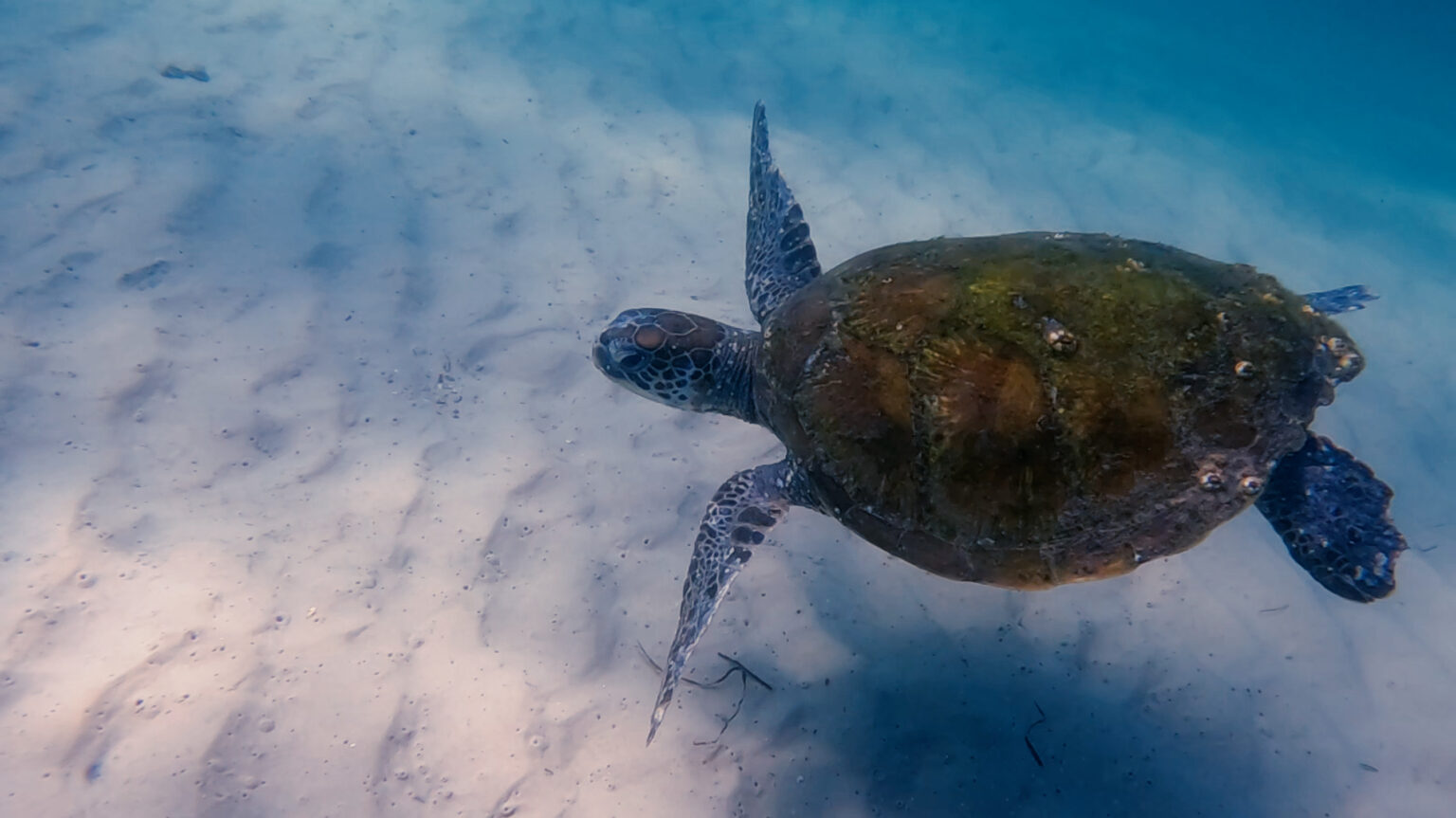 Snorkelling the Tangalooma Shipwrecks: A Comprehensive Guide