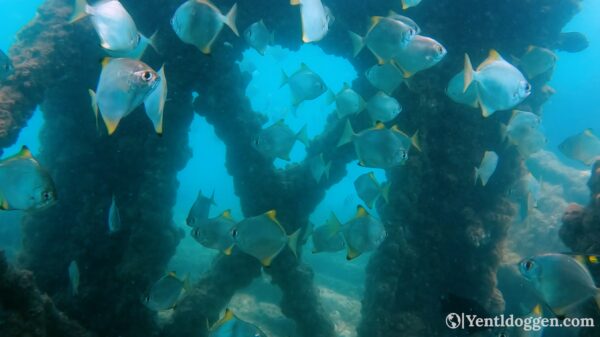 Snorkelling the Tangalooma Shipwrecks: A Comprehensive Guide