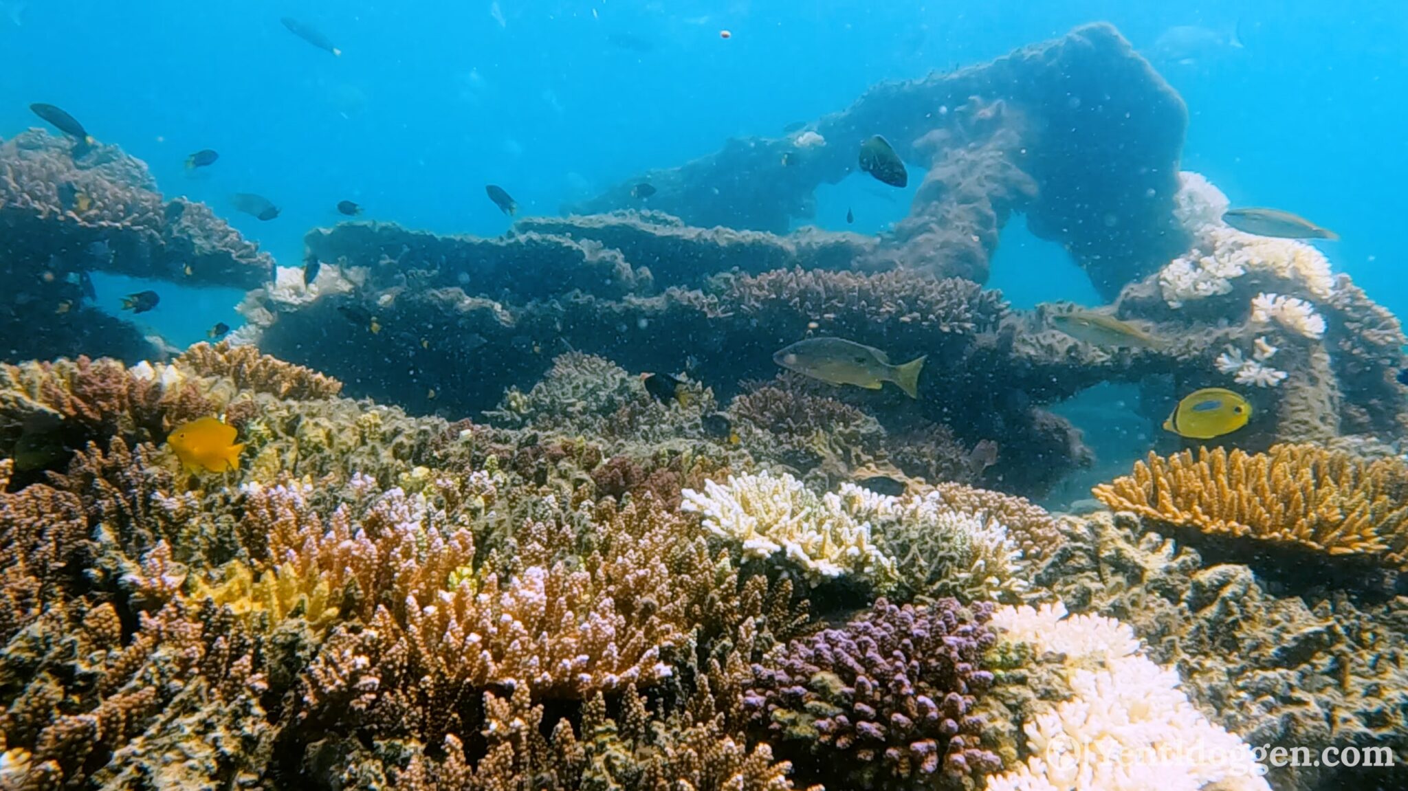 Snorkelling the Tangalooma Shipwrecks: A Comprehensive Guide