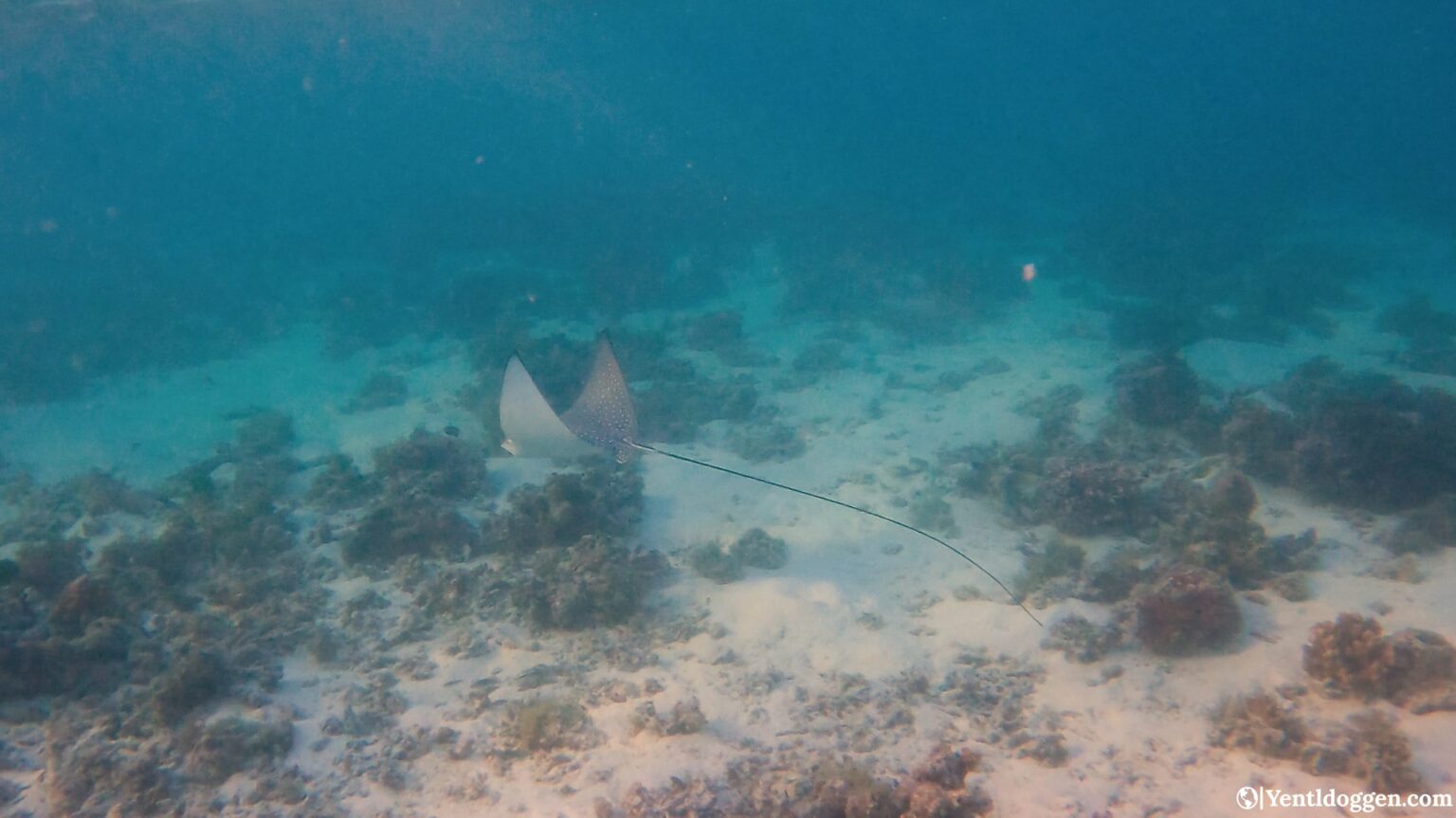 Snorkelling the Tangalooma Shipwrecks: A Comprehensive Guide