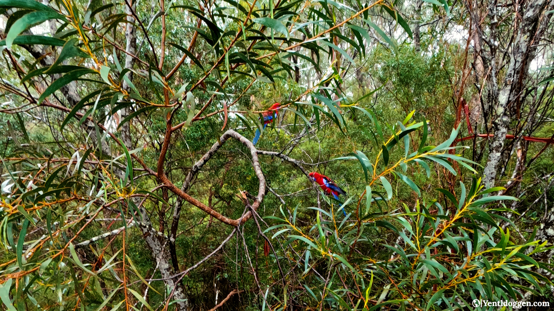Exploring the Natural Wonders of Springbrook National Park!